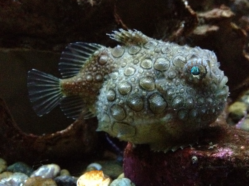 buoyancy and swimming