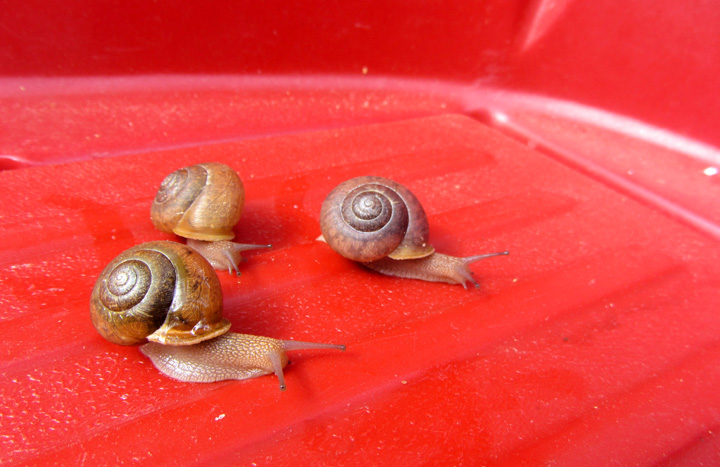 Matthew Fels: Missouri Snails