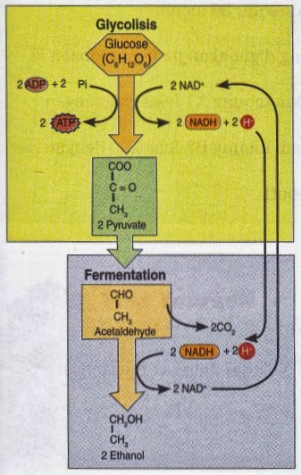 Anaerobic Respiration (Fermentation) And Alcohol Fermentation - New ...