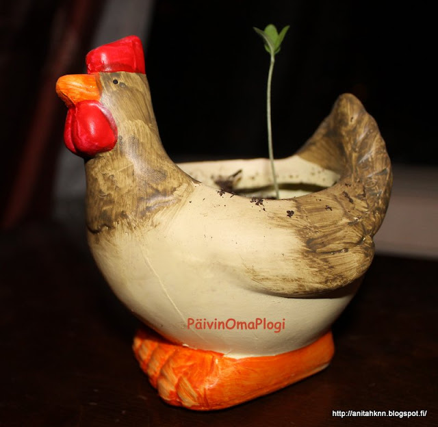 Päivin Oma Plogi : Itämisuutisia osa 1