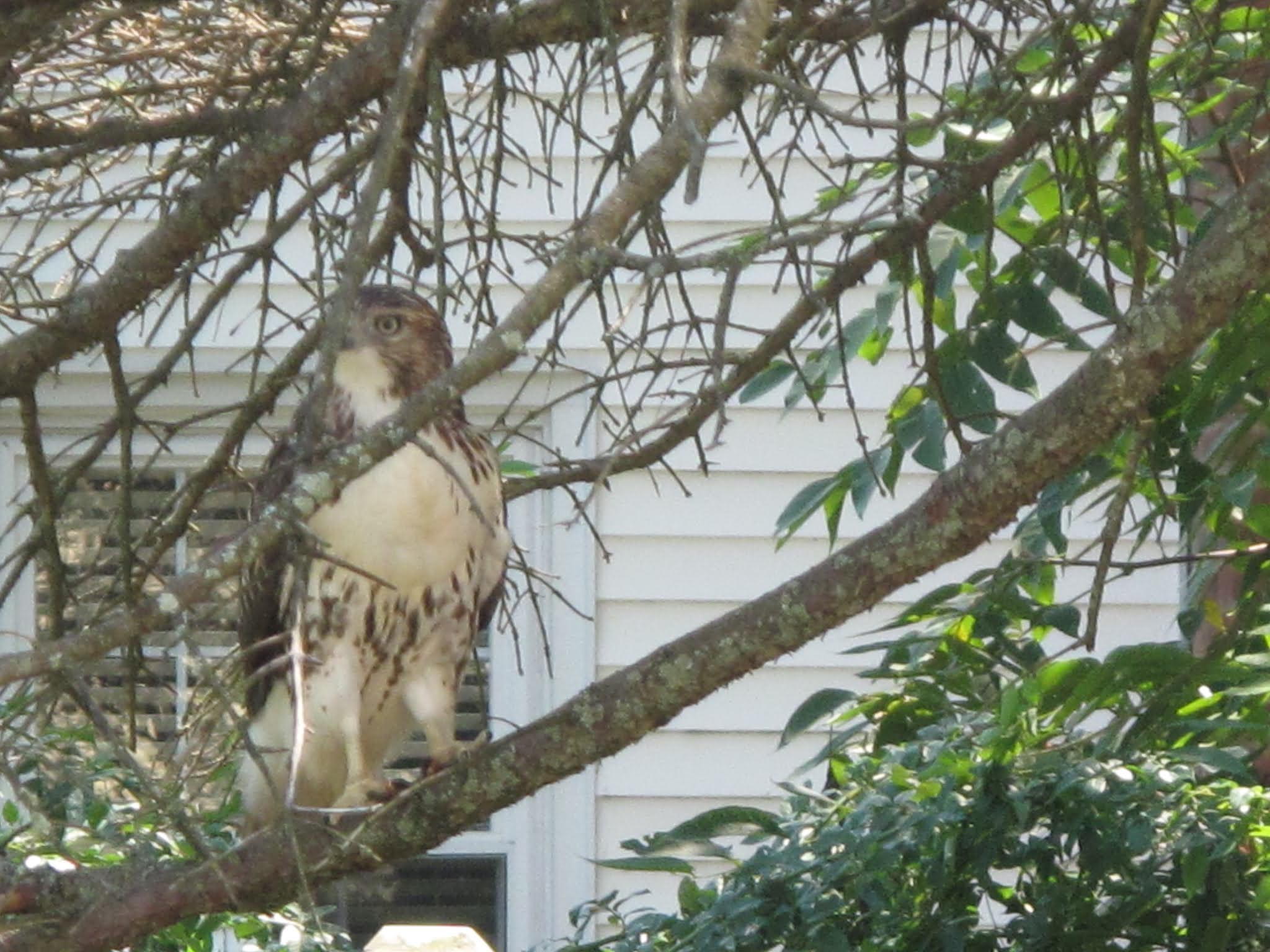 The Yarnarian: Big bird, little bird