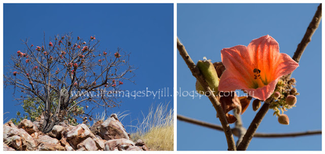 Life Images by Jill: Kununurra and Lake Argyle, Western Australia ...