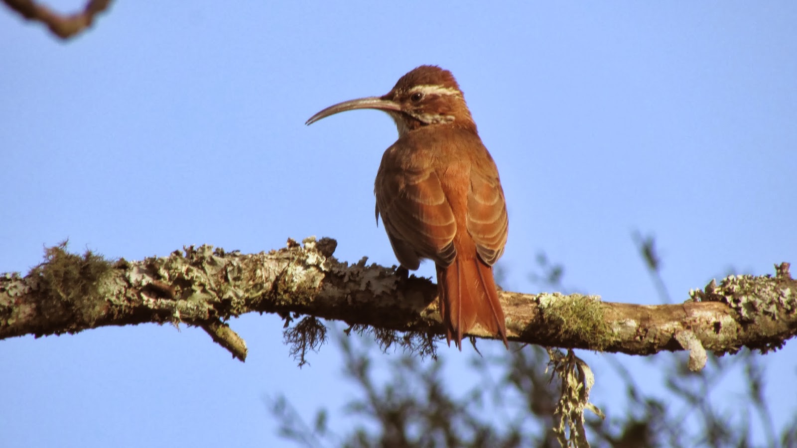 COLECCIONISTA DE HUEVOS DE AVES