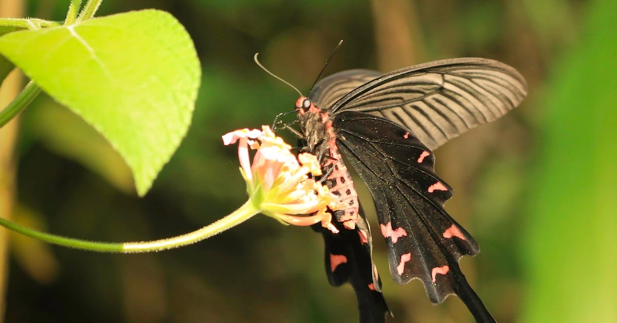 Butterflies of Vietnam: 115. Byasa confusus mansonensis (The Chinese ...
