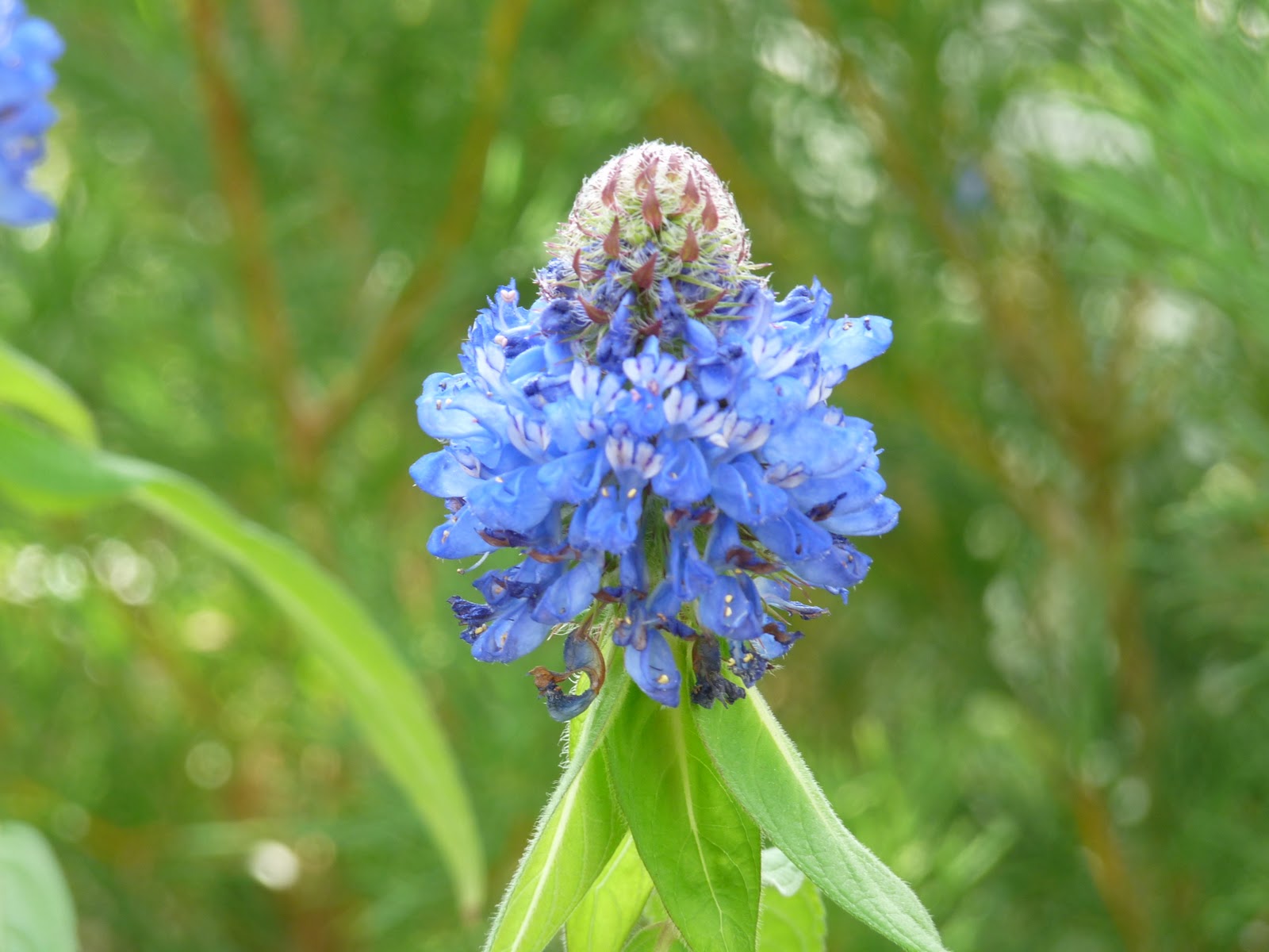 A not so simple garden: Pycnostachys dawei, a tale of storage and survival