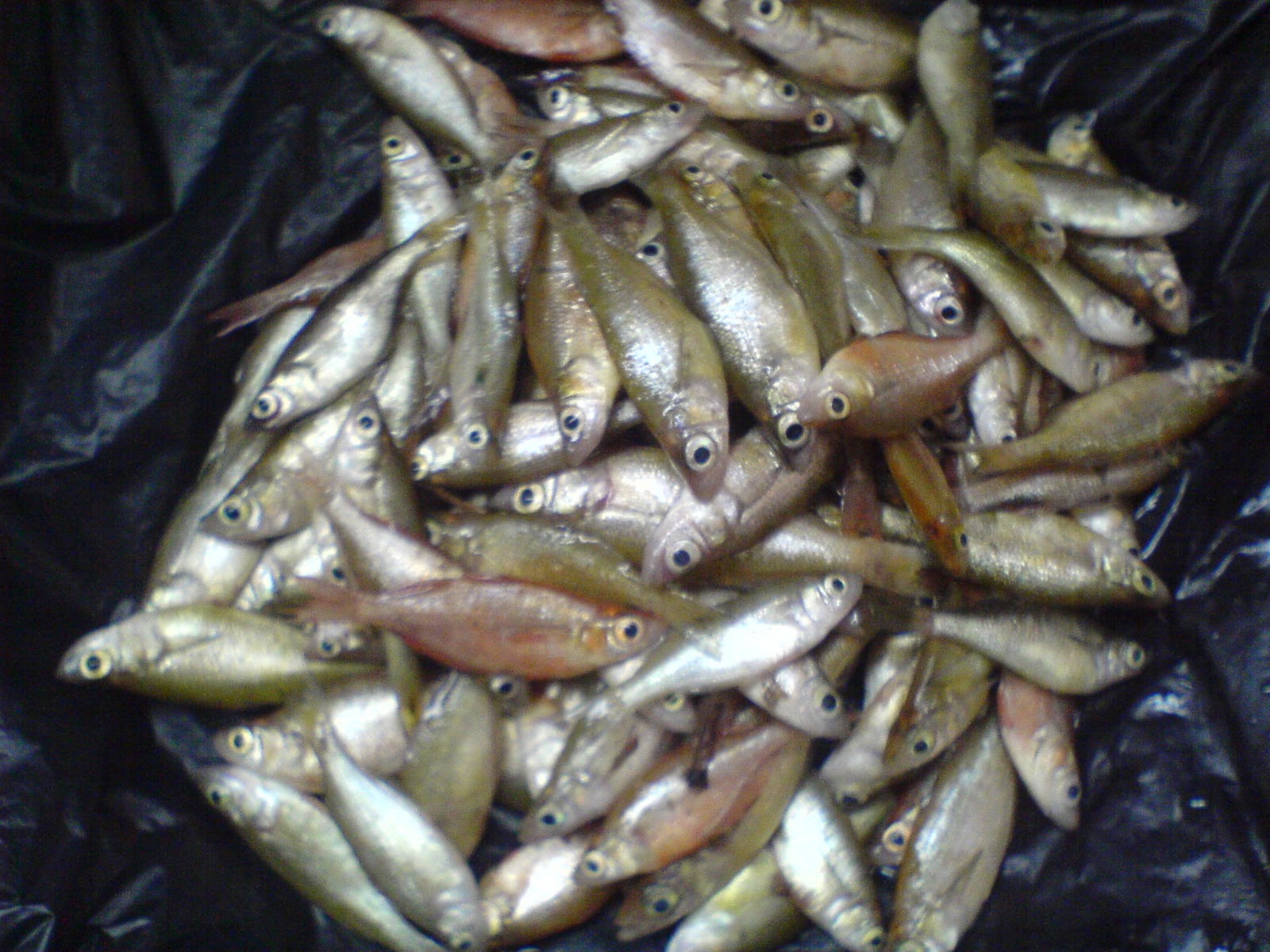 Gedebus Mrupus: Teknik Mancing Gabus Bego