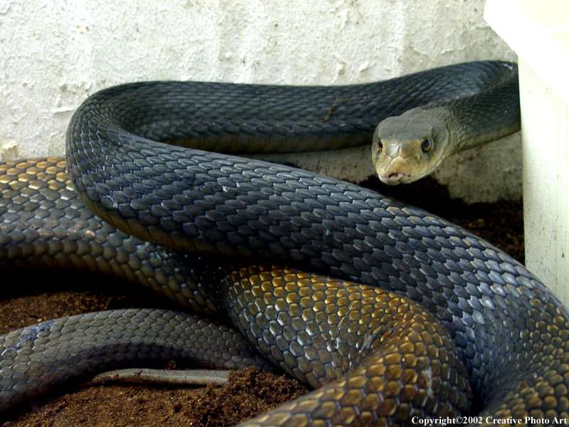 BIOLOGIA E HERPETOLOGIA Amor à vida e aos Répteis!: Série de Serpentes ...