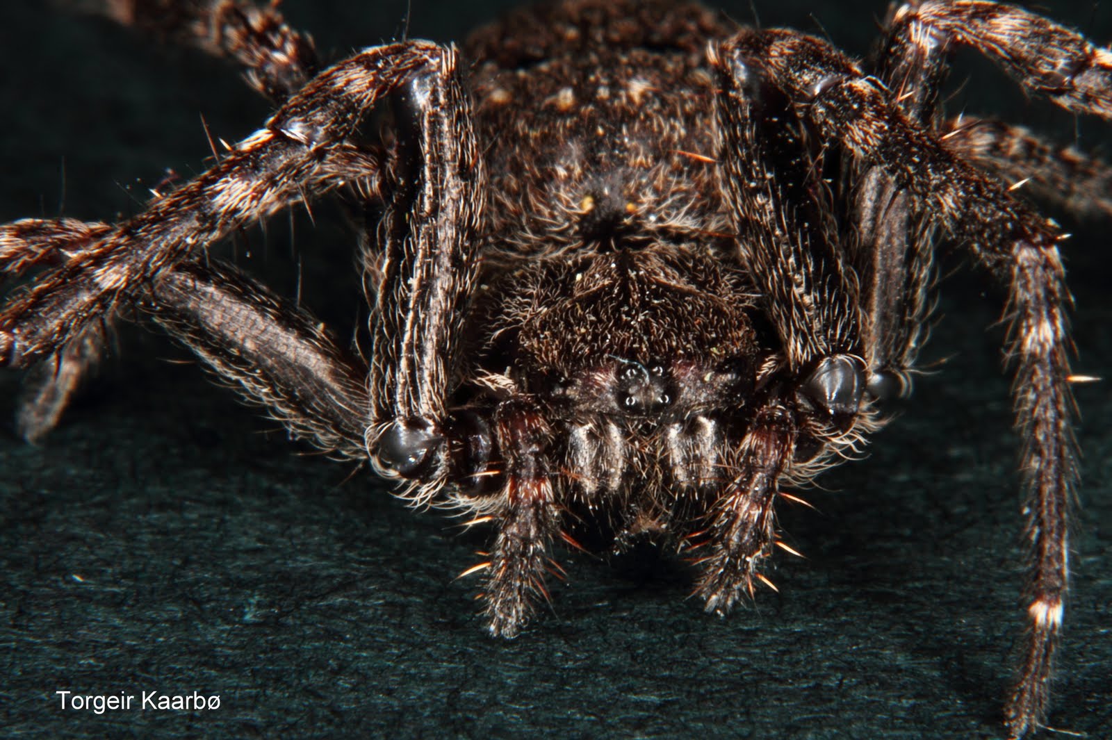 Kystjakt: Edderkopp over sengen, hvordan ser de egentlig ut?