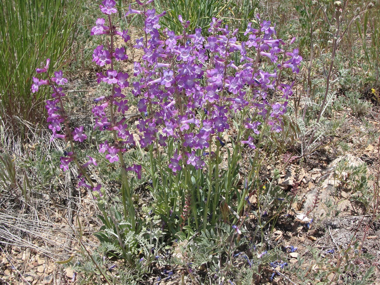 Native Plants of the Great Basin and Nearby: Desert Mountain Visits