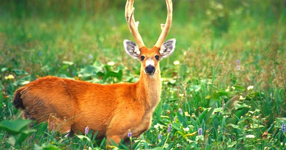Los cérvidos sudamericanos: la Tierra Prometida