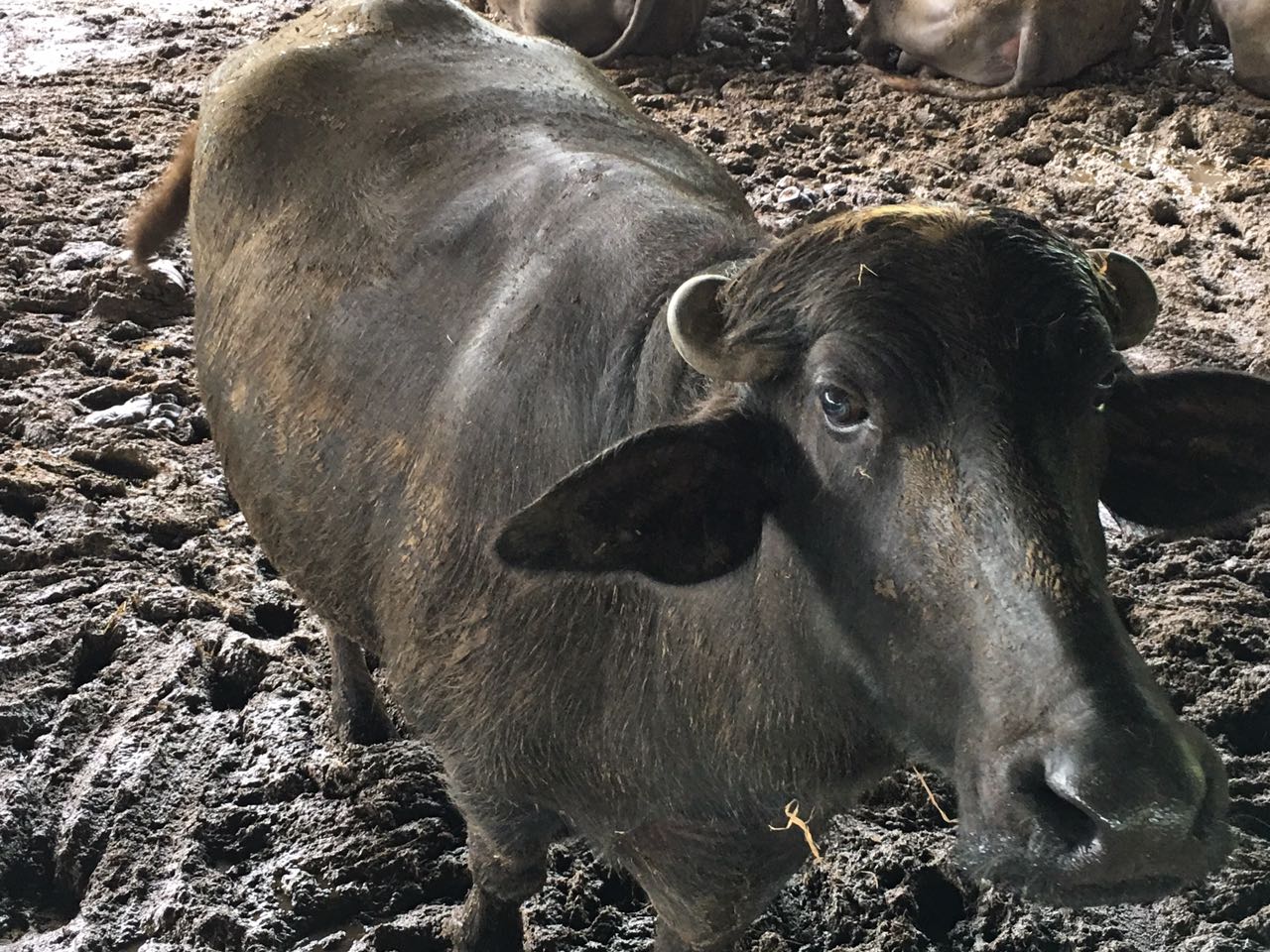Kebau Sapi ( Buffalo Murrah ) Kerbau Susu Malaysia