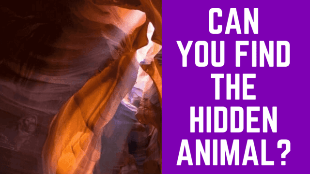 HIDDEN ANIMALS IN PICTURE PUZZLES