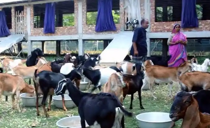 ব্যৱসায়িক ভিত্তিত ছাগলী পালনেৰে কেনেকৈ স্বাৱলম্বী হ’ব পাৰি ? কম খৰচতে ...