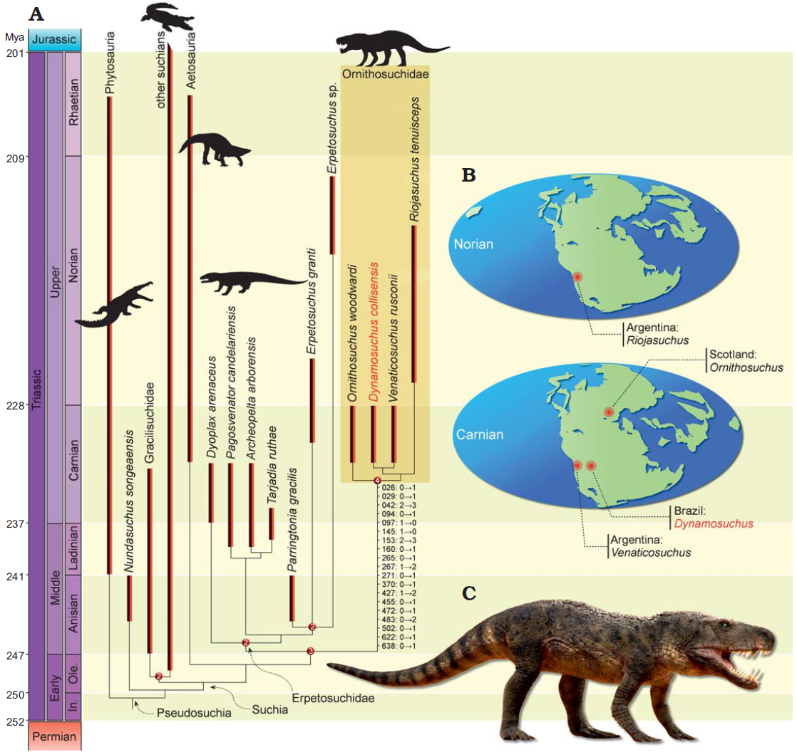 Sciency Thoughts: Dynamosuchus collisensis: A new species of ...