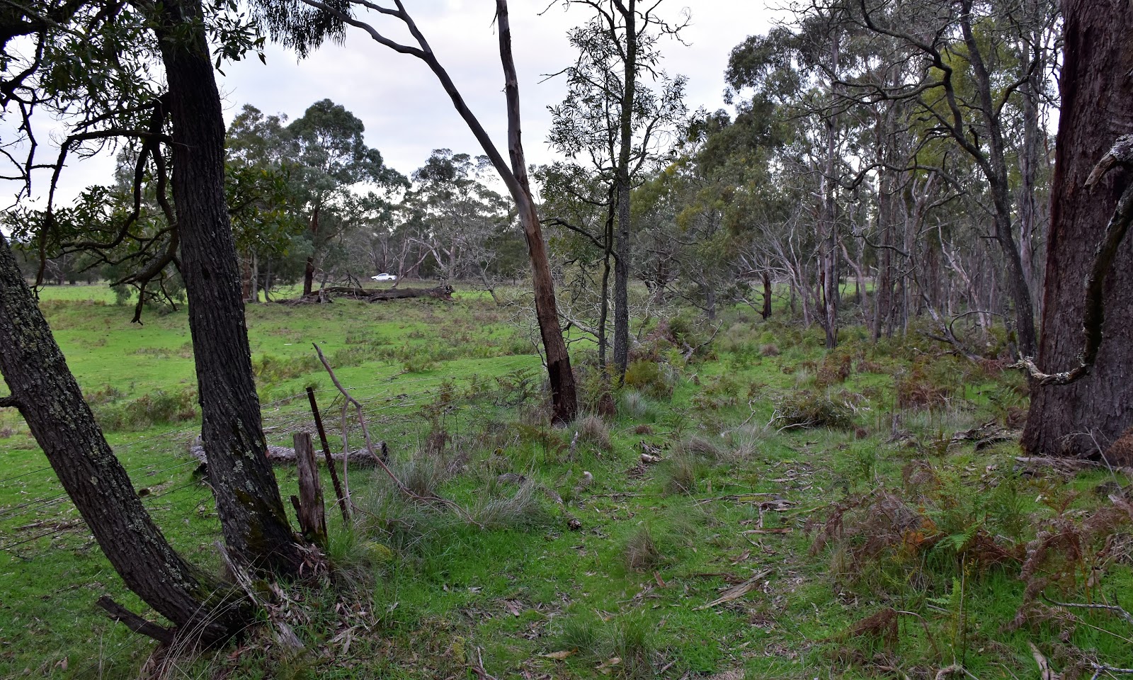Goin' Feral One Day At A Time: Mt Napier Circuit, Mt Napier State Park ...