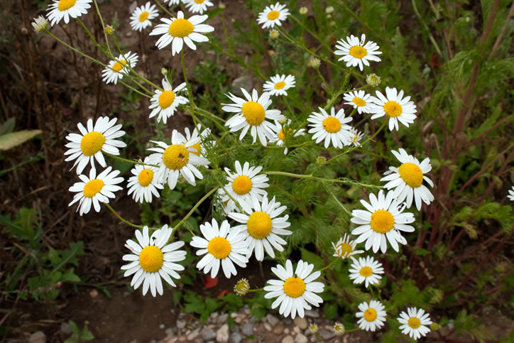 Всё о бегониях и не только...: Ромашка (Matricaria)