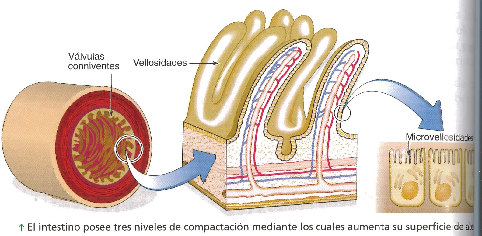 Blog del tema 6 de Irene Guerrero Romero: Art.8. La Absorción De Los ...