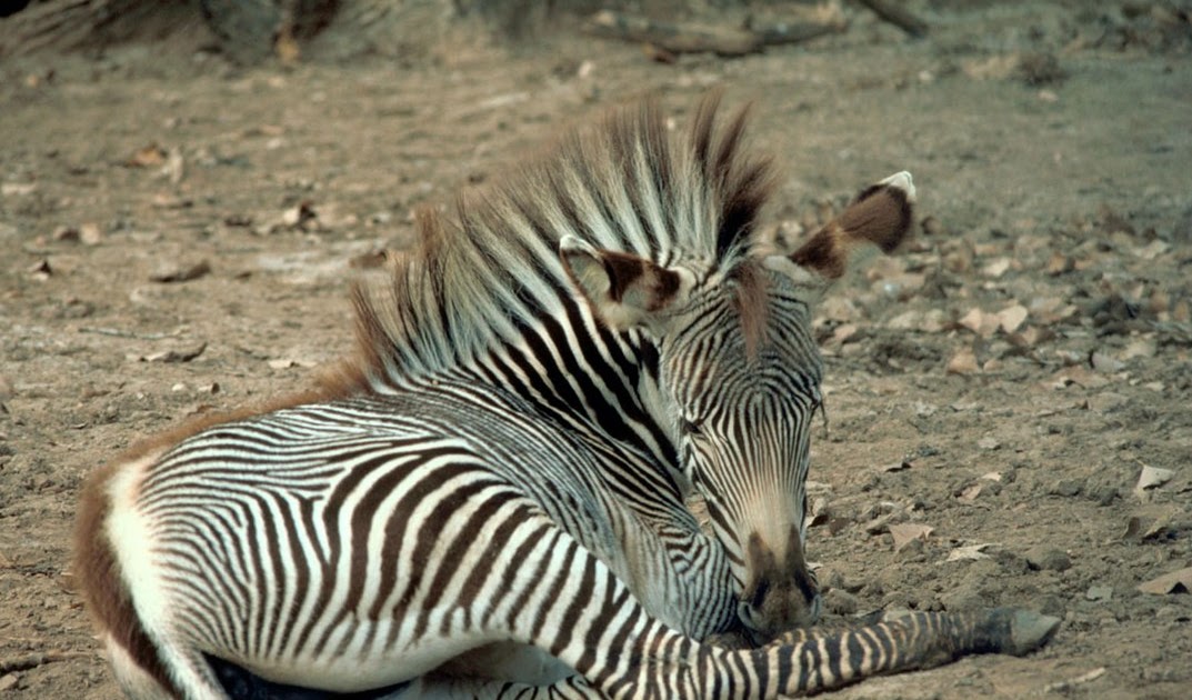 20+ Interesting Facts About Zebras