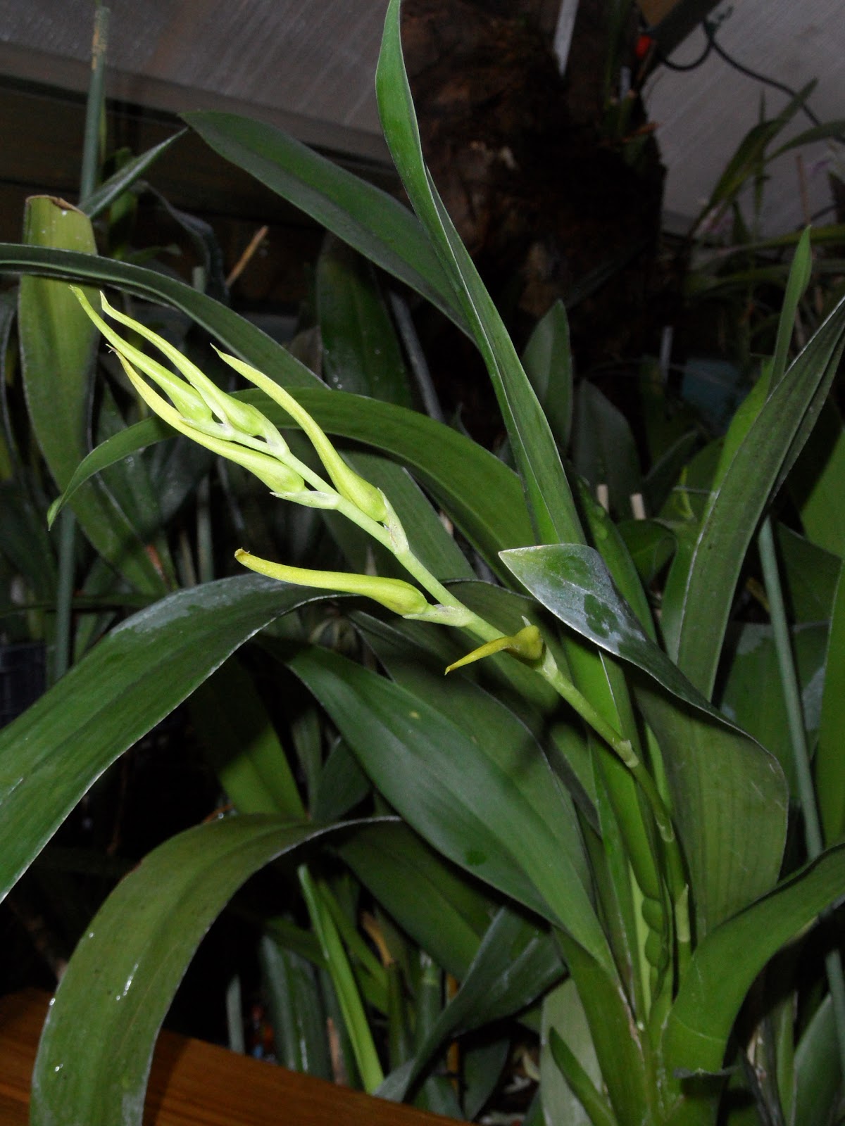 Orquídeas Blog de Angel Mar: Evolución de una vara floral (Híbrido tipo ...