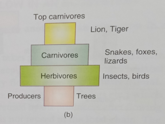 Ecological pyramids