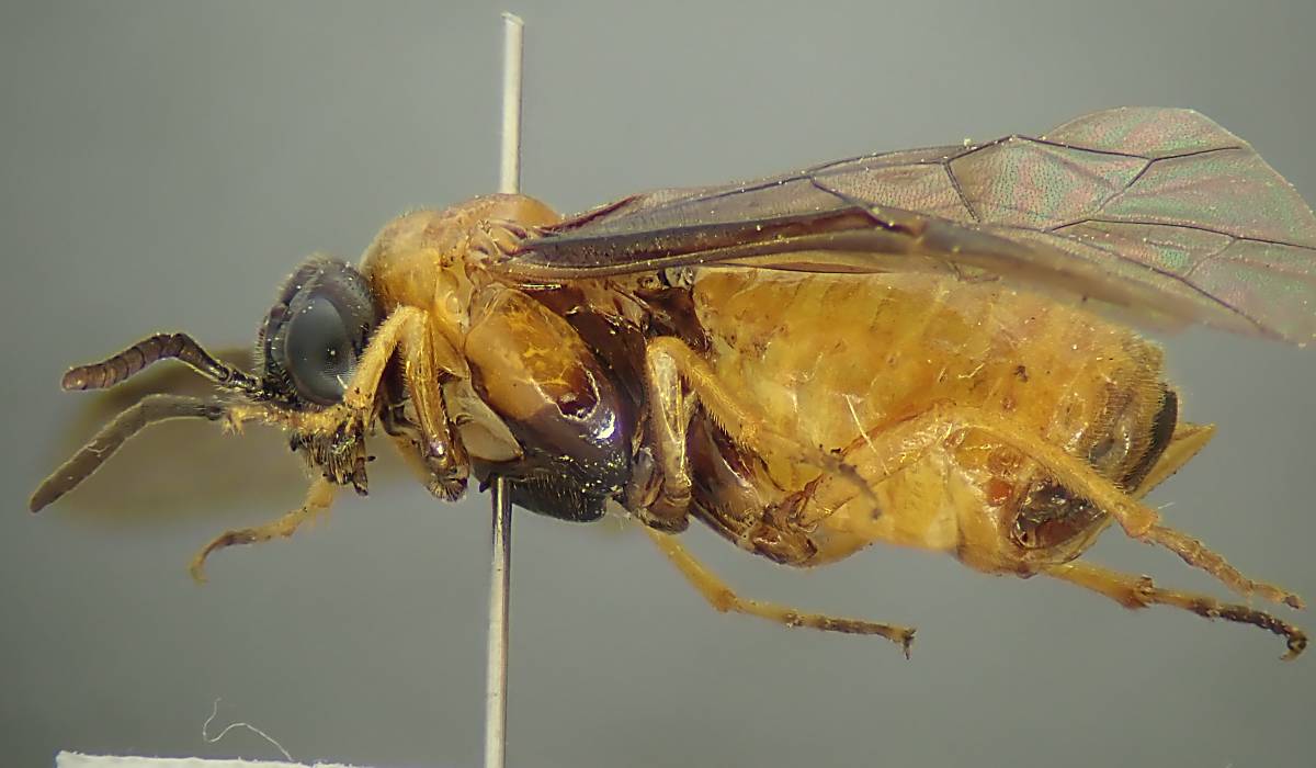 いもむしうんちは雨の音: キイロハバチ属の1種Monophadnus nigritarsis の羽化