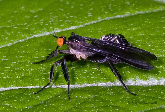 One species a day: Long-tailed Dance Fly
