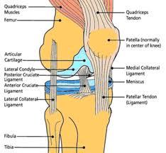 Joints of the Lower Limb ~ Anatomy for MSP