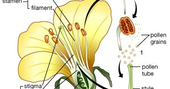 Eden By The Bay: Birds and Bees – Fertilization