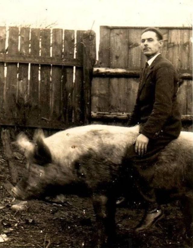 Riding a Pig in the Early 20th Century ~ Vintage Everyday