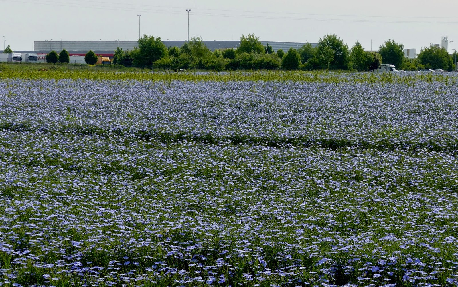 Notre Dame d'Oé: Agriculture: les champs de lin colorés prés de Champeigné.