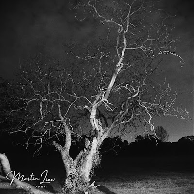 Night Photography Blog by Martin Liew: Ghost Tree