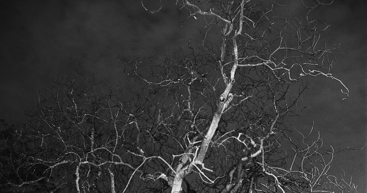 Night Photography Blog by Martin Liew: Ghost Tree