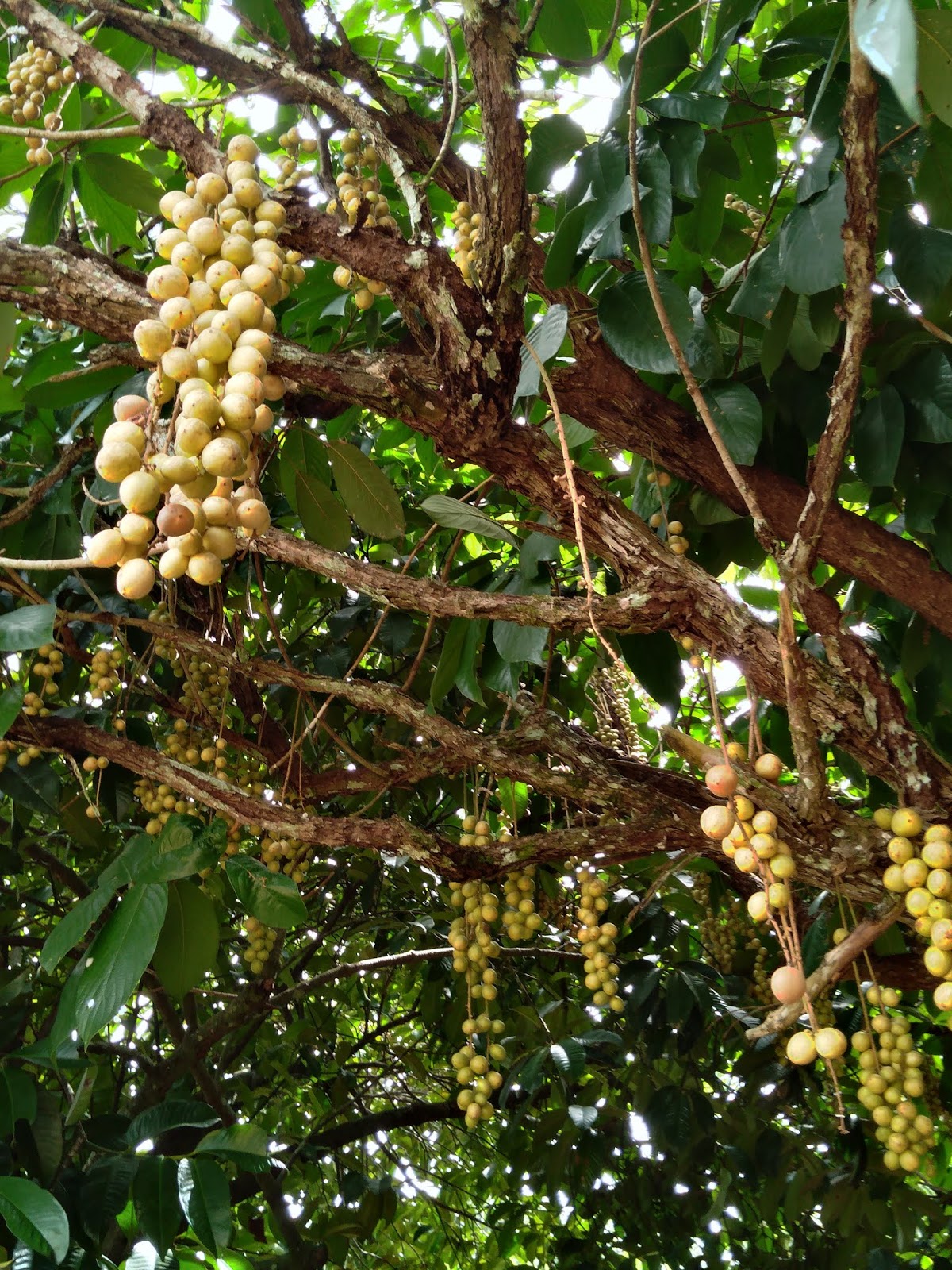 namakucella: BUAH RAMBAI