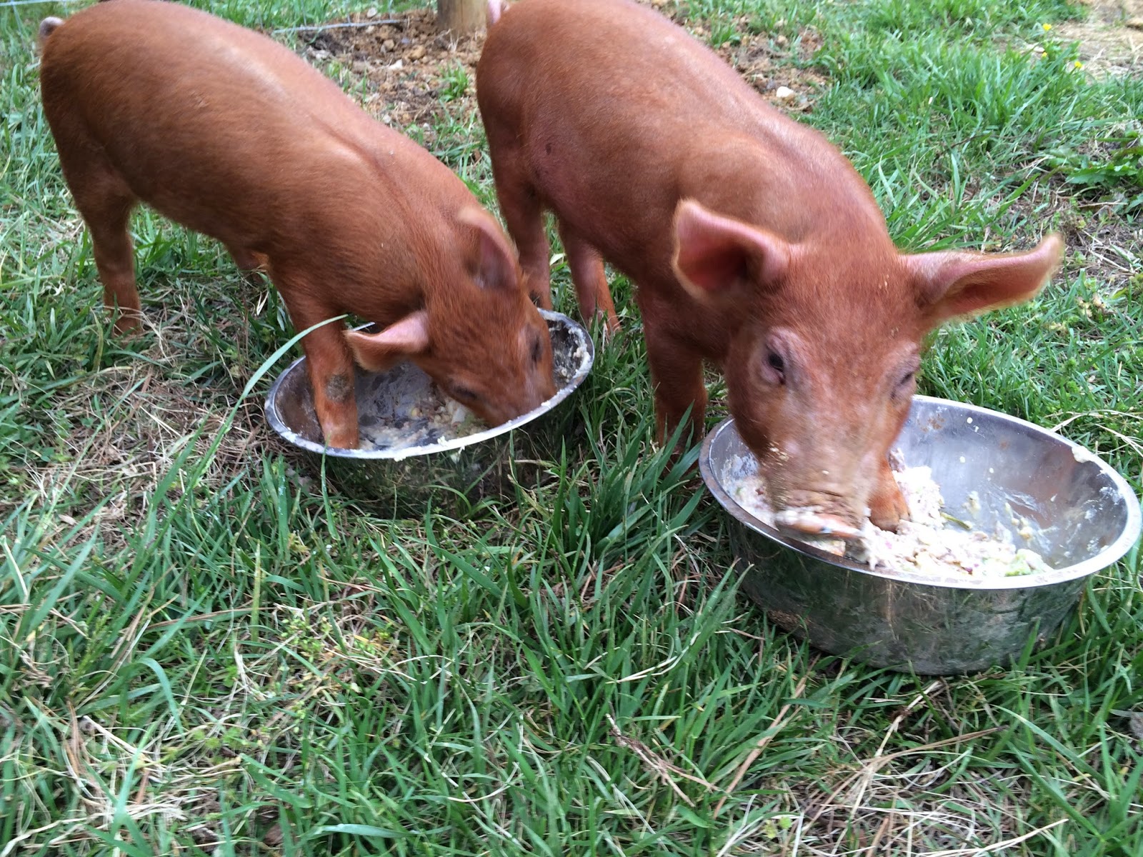 The HodgePodge Homestead: November 2014