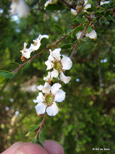 Sydney's Wildflowers and Native Plants: Leptosperm um trinervium ...