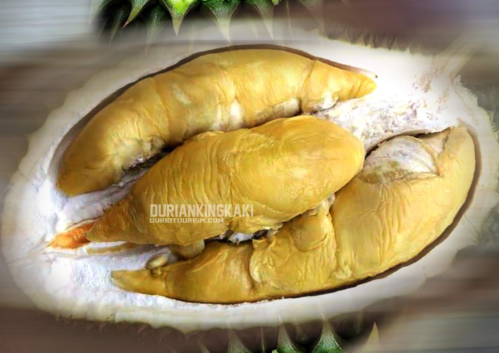 D160 - Tekka / Musang Queen / Buluh Bawah