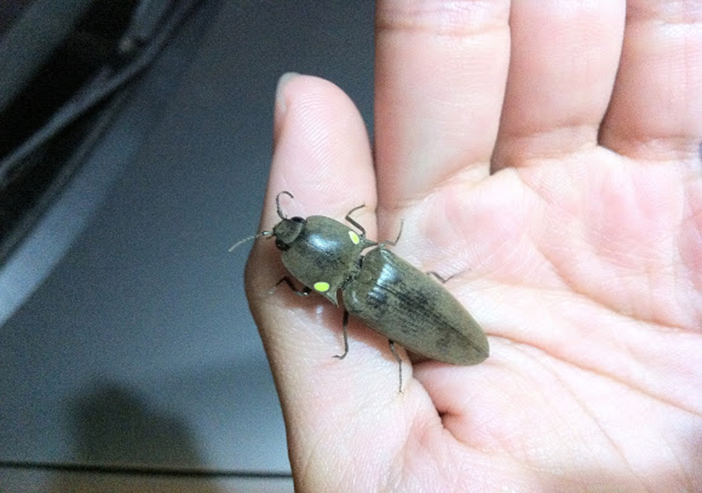 Los Cuentos de Celestino: El Cocuyo