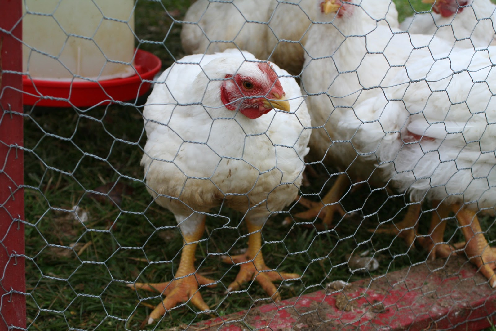 Brooding On: Meet Our Mutant Chickens