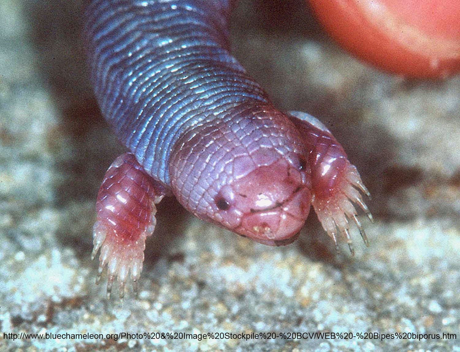 Bizarre Creature of the Day: Creature 220: Bipes biporus