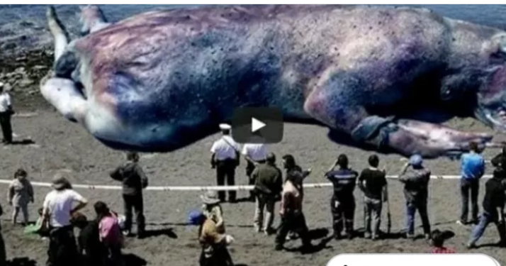 Watch; The Most Mysterious Beasts Found Live On The Beach (Video)