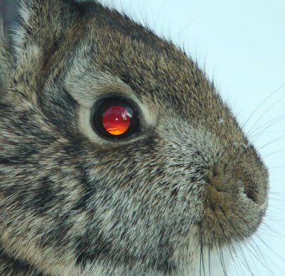 All of Nature: Red Eye Champions-Nocturnal Animals