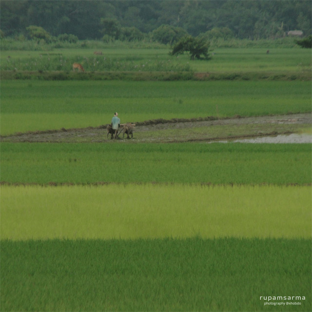 rupam sarma { xhobdo }: Shades of Green