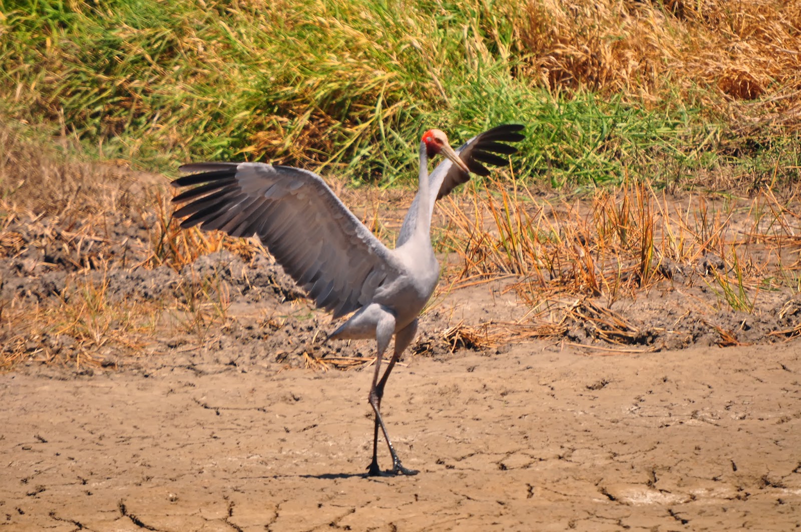 Brolga | The Biggest Animals Kingdom