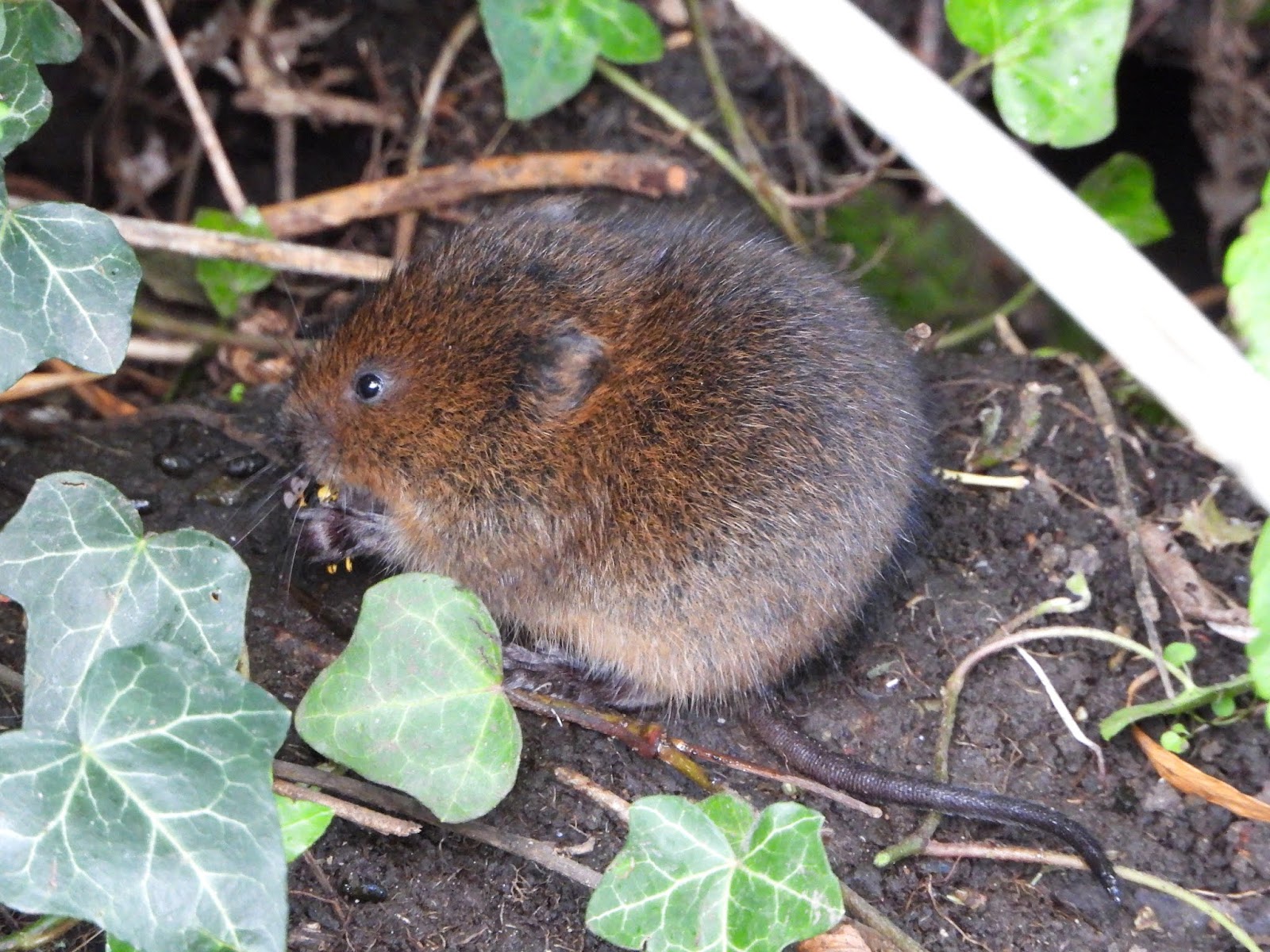 About a Brook: A New Behaviour? Water Vole Eating an Insect