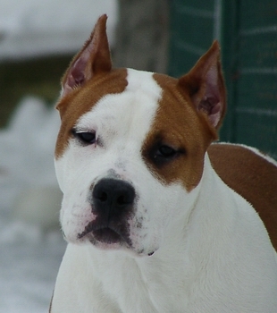 WSZYSTKO O PSACH: Rasy Psów - AMSTAF - American Staffordshire Terrier