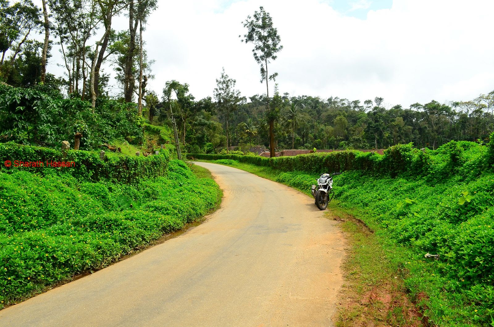 Sharath Hassan A Travelling Photographer: Angadi Nature