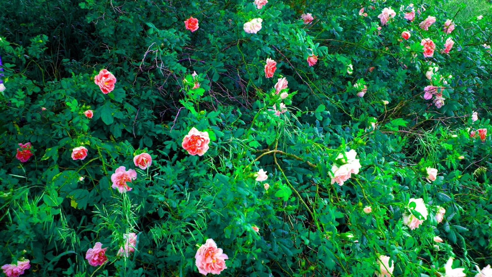 MarianneDowFoto Blog - Art Photography by Marianne Dow: Crawling Back ...