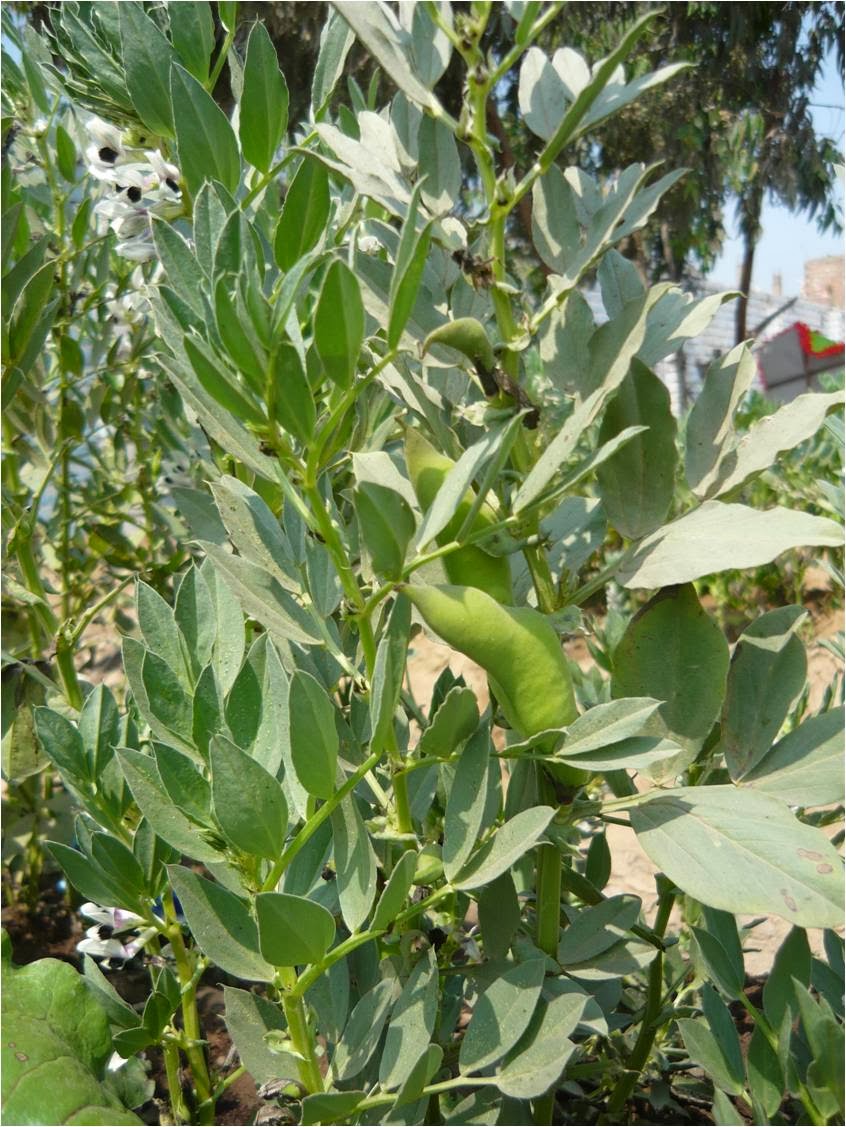 ALTERNATIVA ECOLÓGICA: CULTIVO DE HABAS VERDES