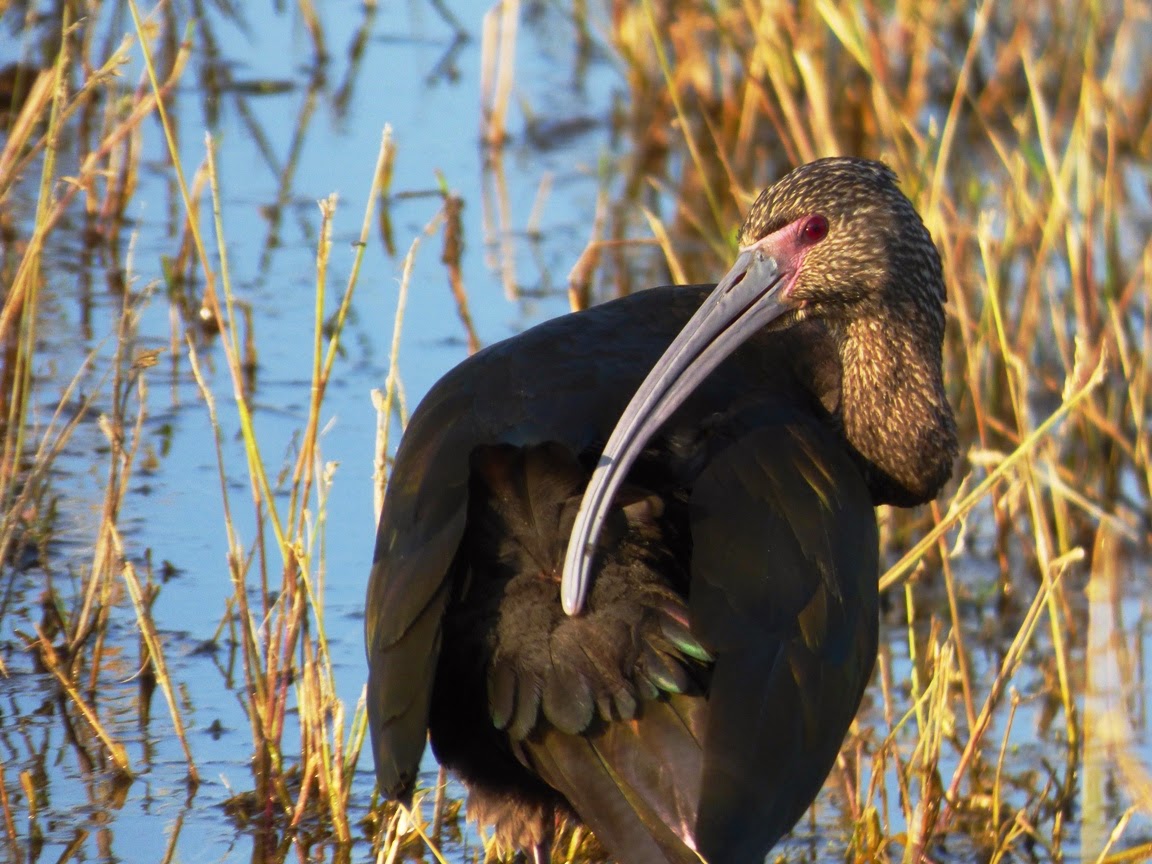 Geotripper's California Birds: Bird of the Day: The Western State's ...