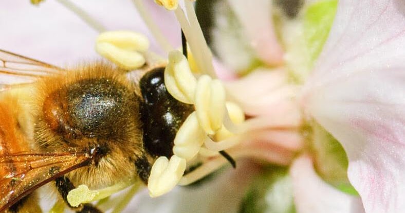 FOOD SAFETY: Pollen-food syndrome: Definition and symptoms